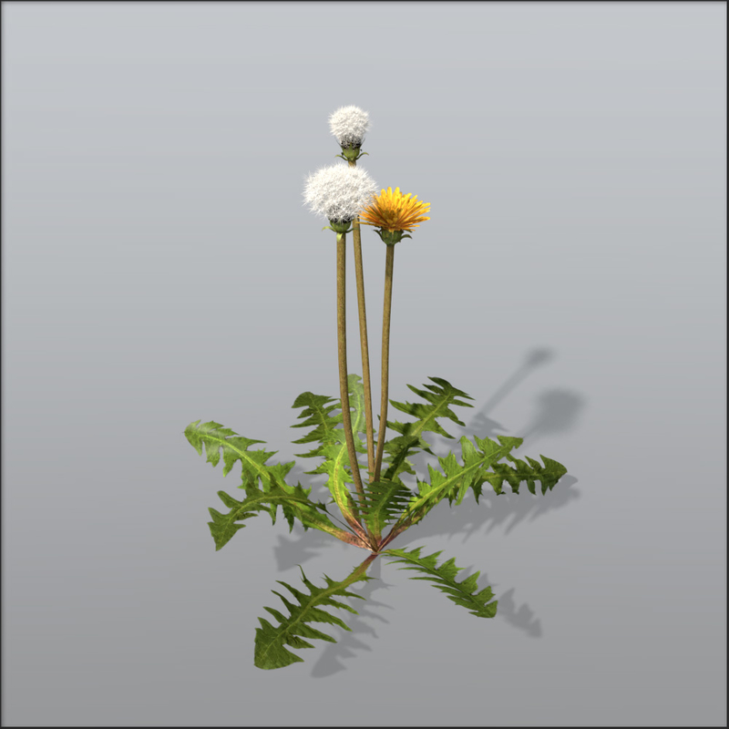 3d model dandelion blossom seeds