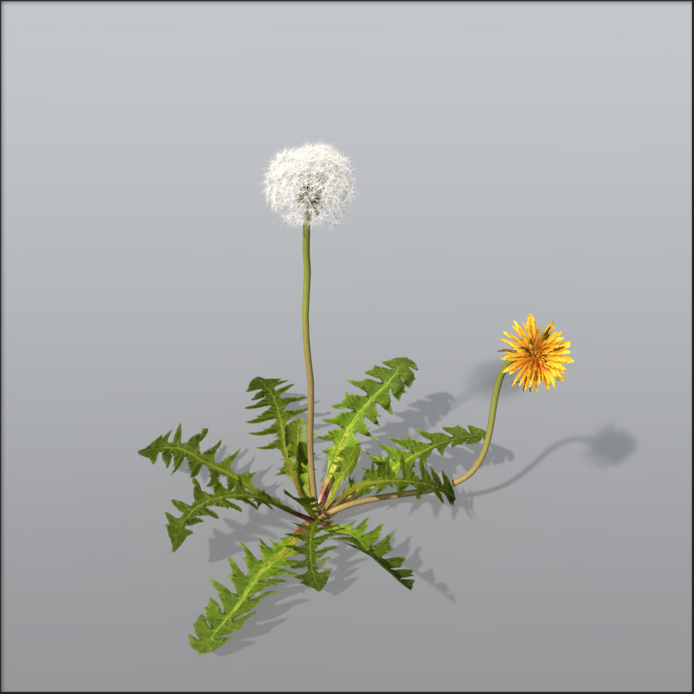 3d model dandelion blossom seeds