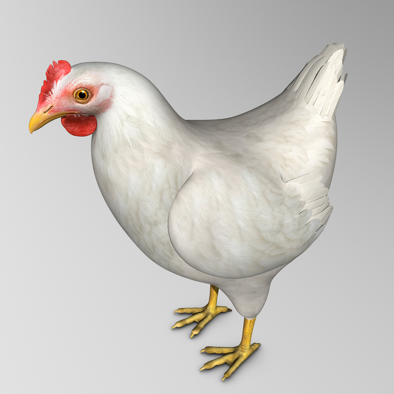 white chicken 3d model