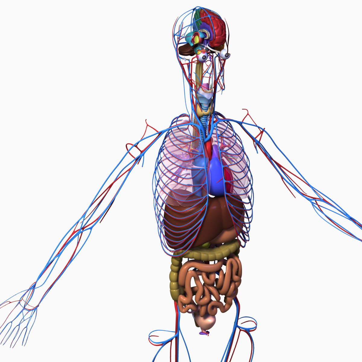 human female body anatomy 3d max