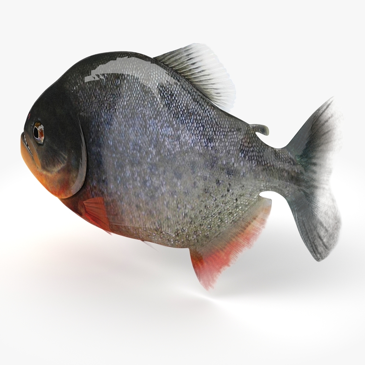 3d piranha fish piran piranya model
