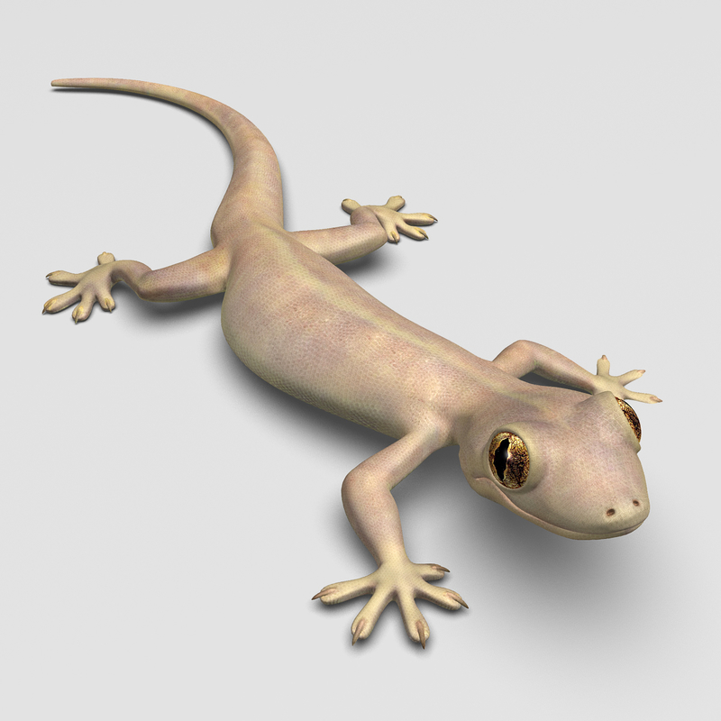 3d house lizard model