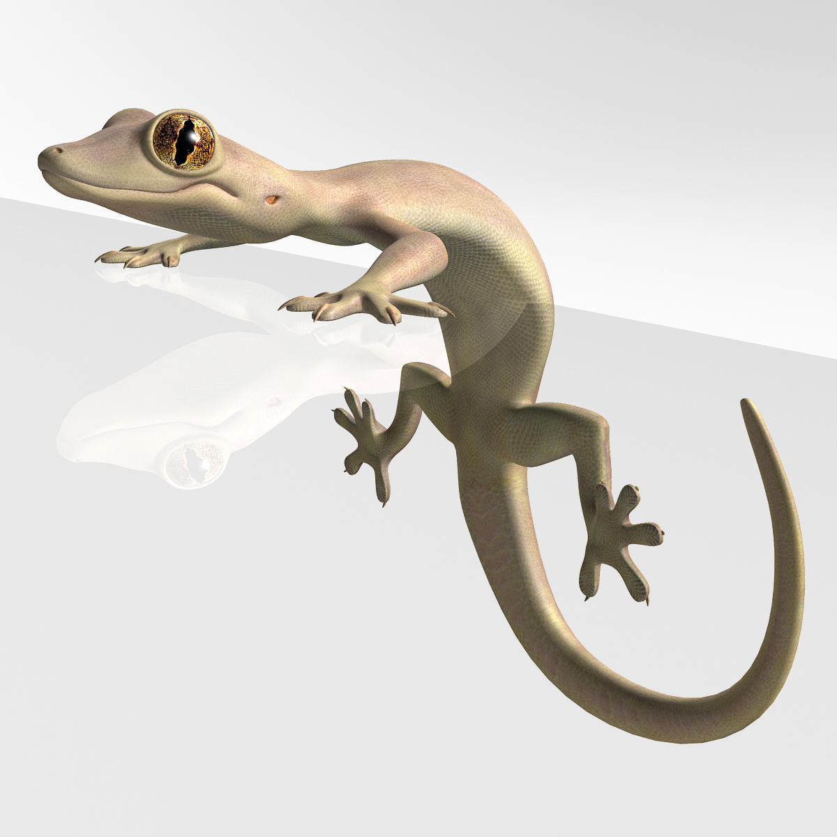 3d house lizard model