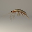 3d model northern krill