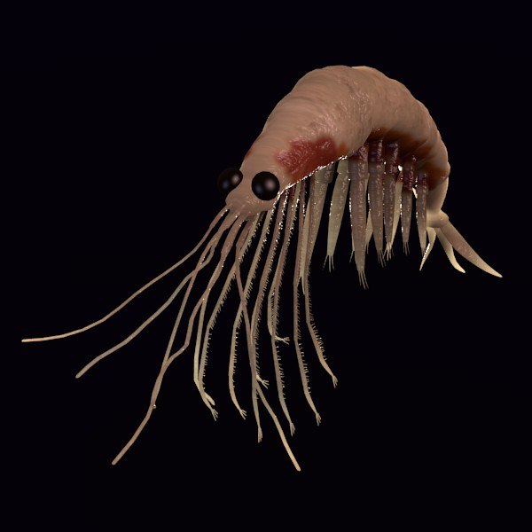3d model northern krill