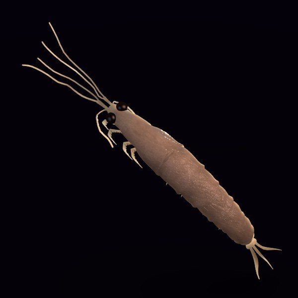 3d model northern krill