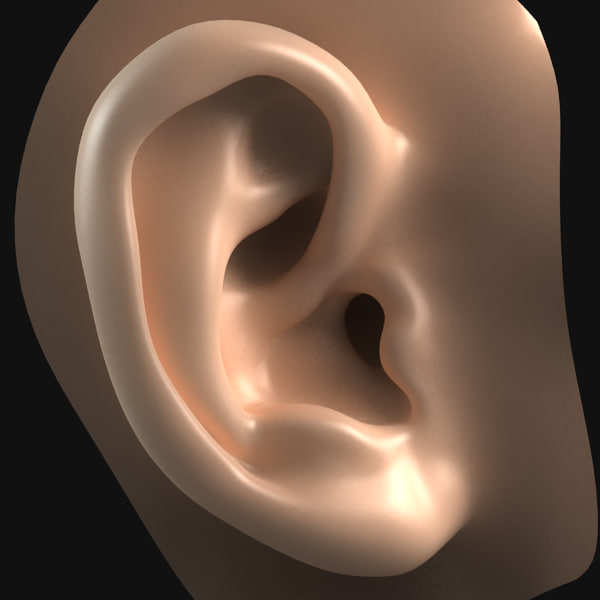 perfect ear 3d model