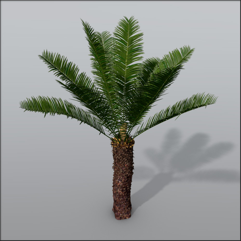 sago cycas revoluta c4d