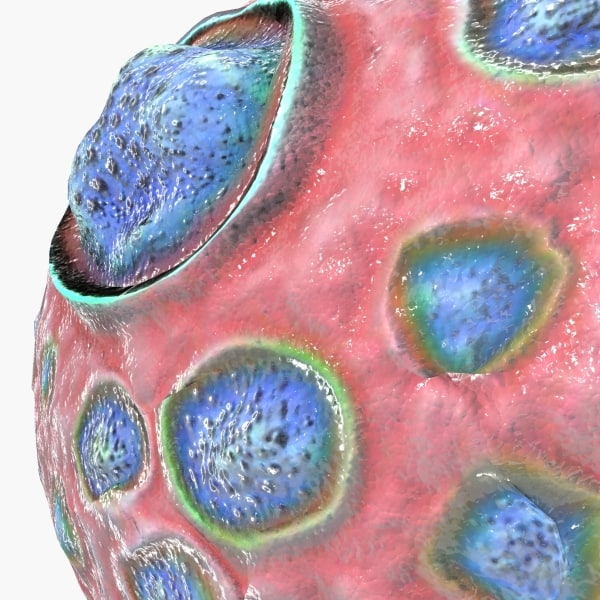 infectious anemia virus 3d model