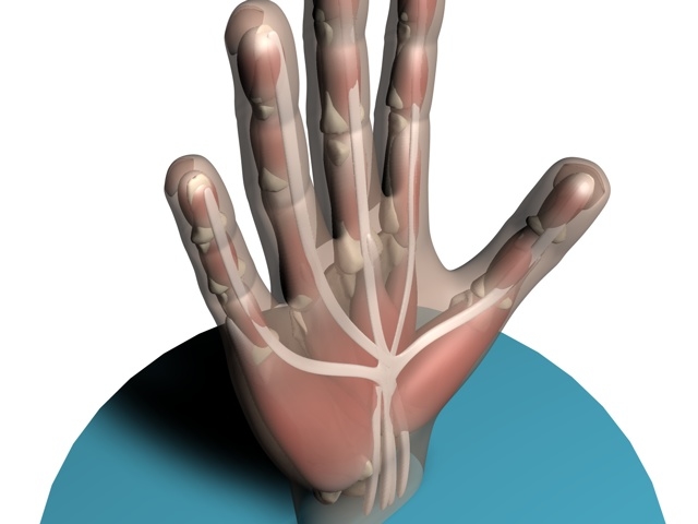 3d model hand anatomy