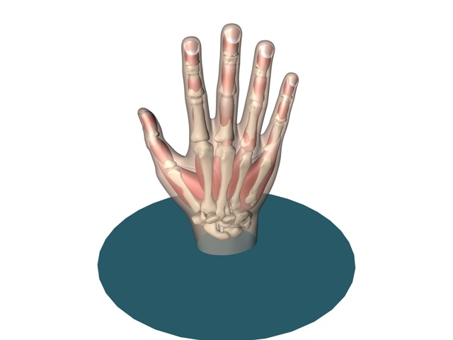 3d model hand anatomy