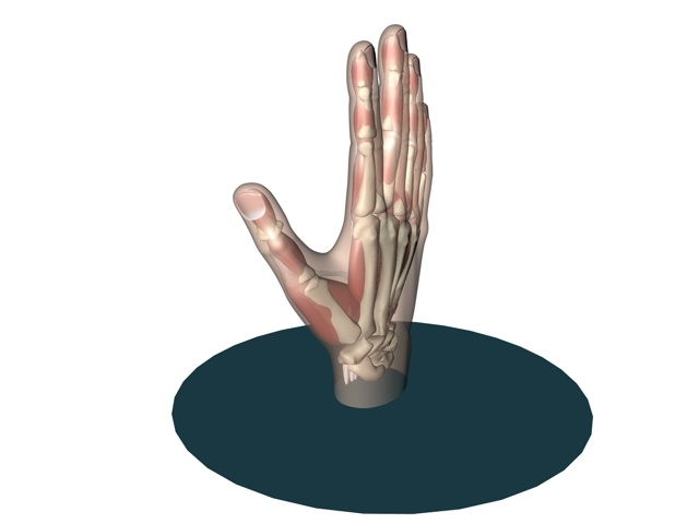 3d model hand anatomy
