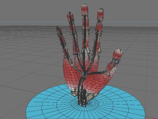 3d model hand anatomy