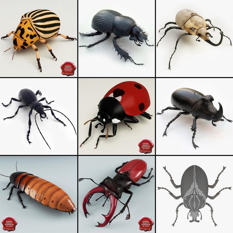 bugs set rhinoceros 3d 3ds