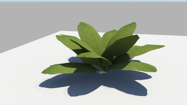 plant leaf obj