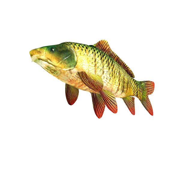3d model carp