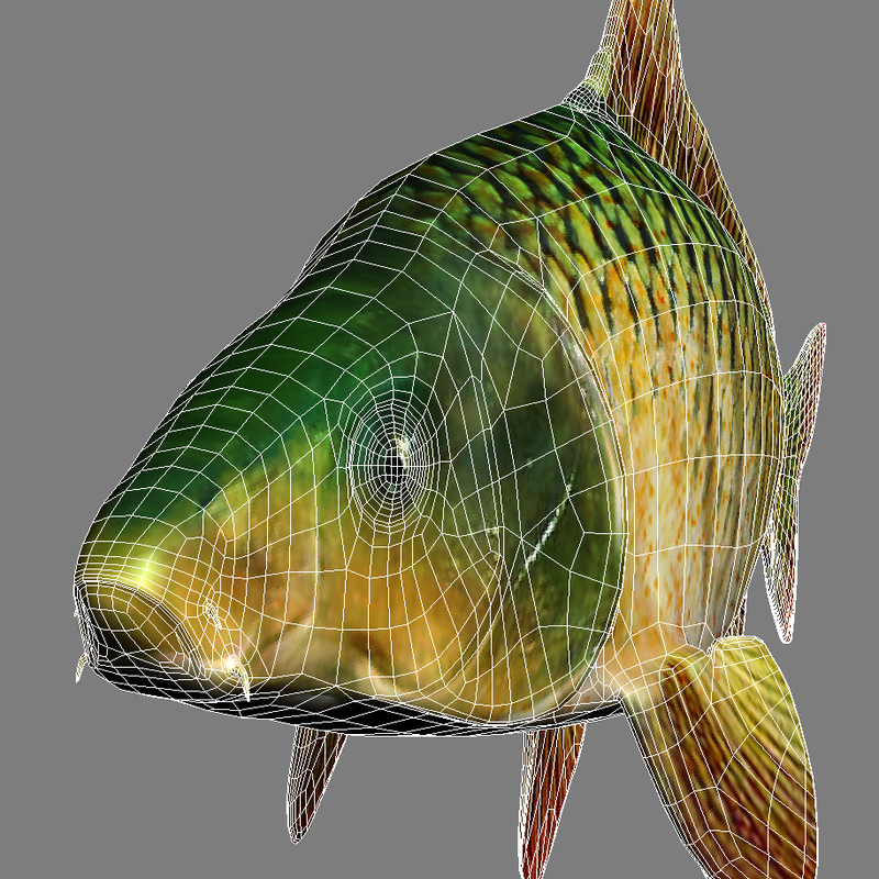 3d model carp