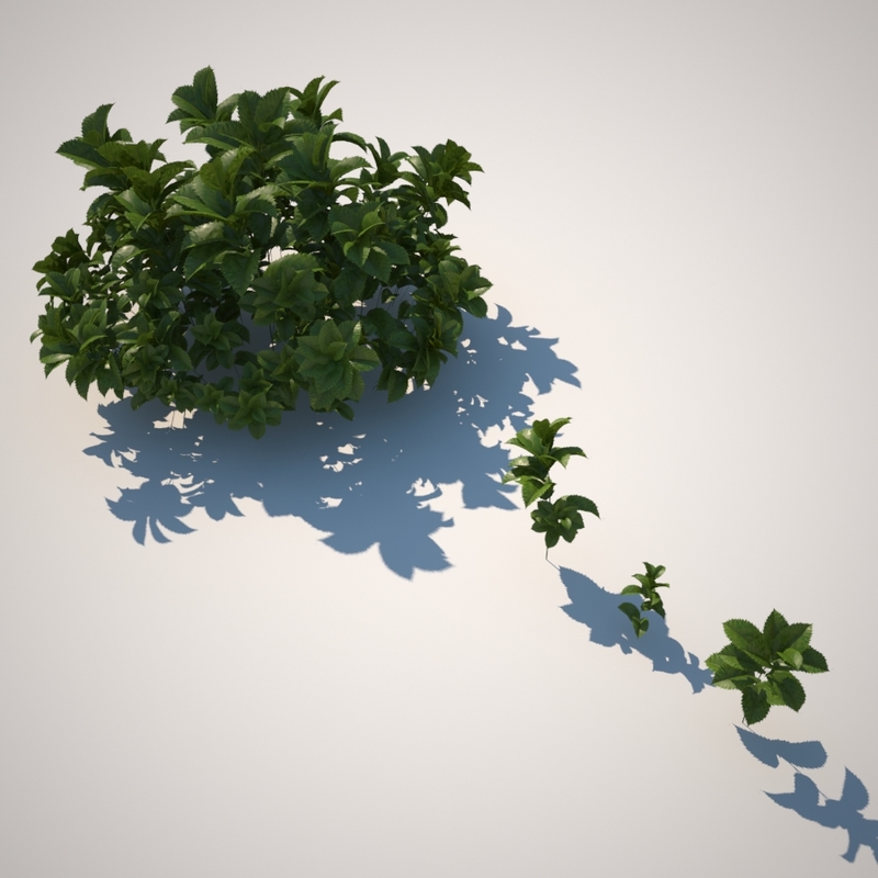 plant cover ground 3d model
