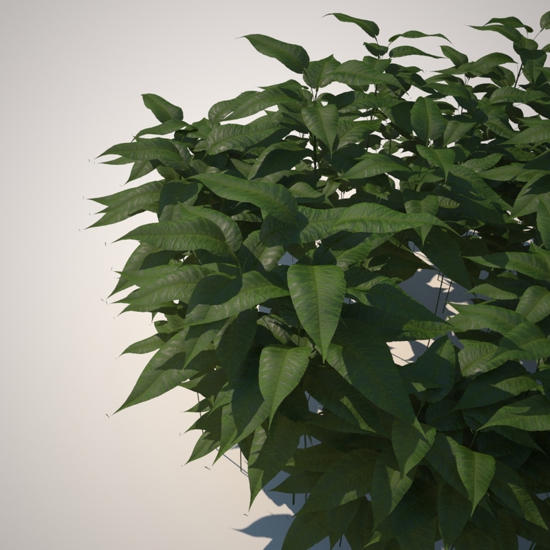 3d model ground cover 9