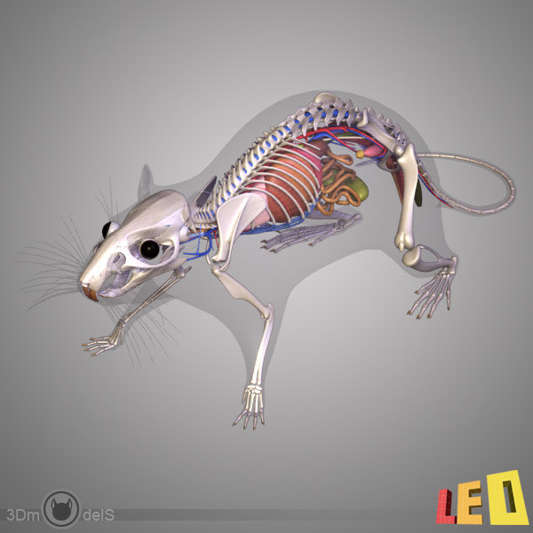 3ds max anatomy rat