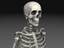 human skeleton 3d model