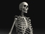 human skeleton 3d model