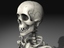 human skeleton 3d model
