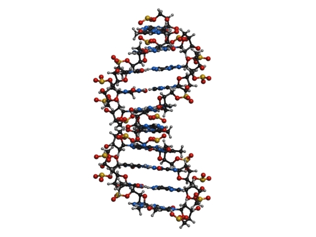 3d Model Dna Nucleic Acid