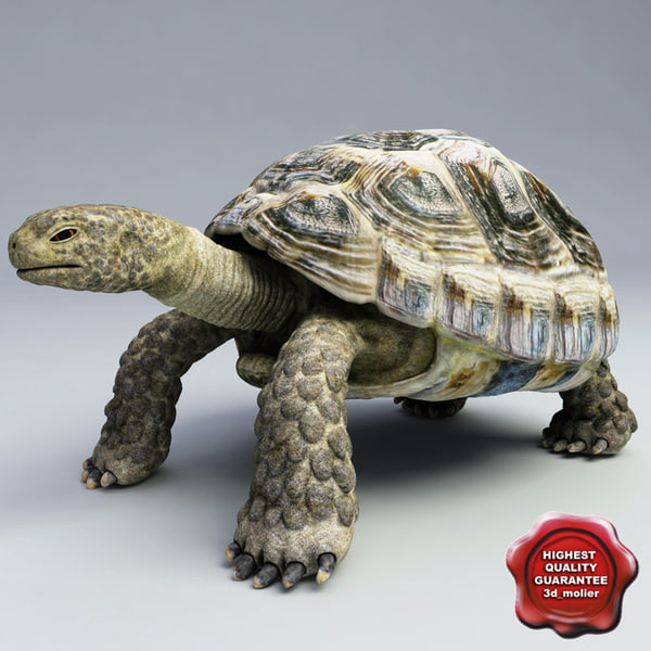 거북이 Testudines 3D 모델 - TurboSquid 593599