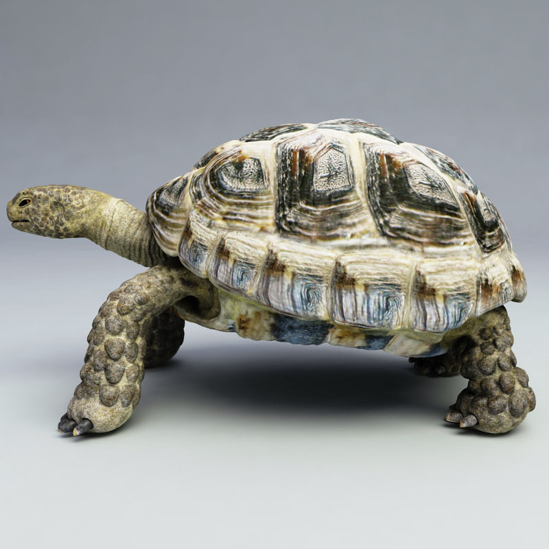 lightwave turtle testudines