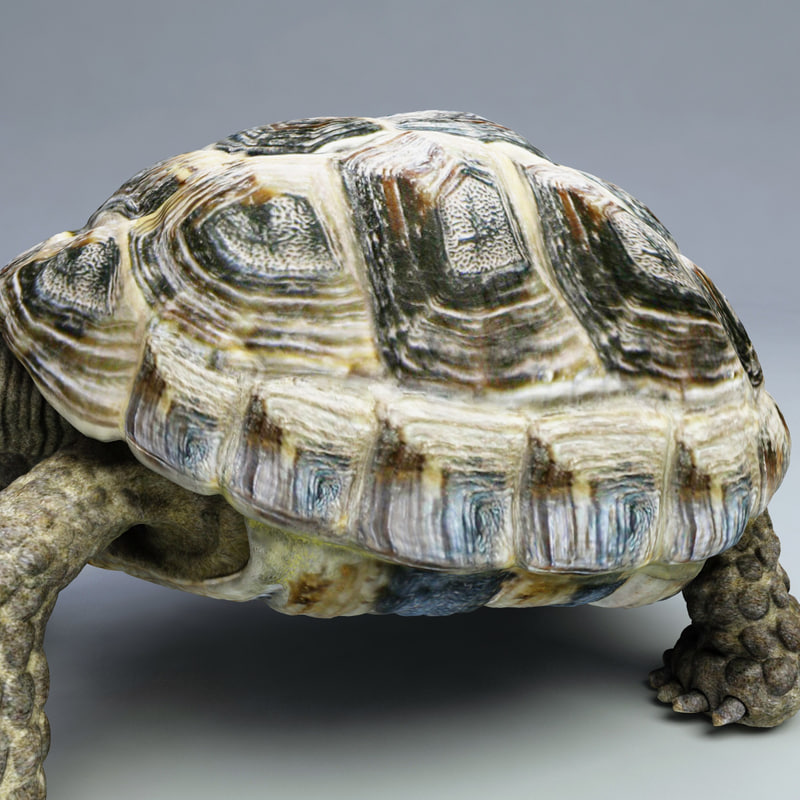 lightwave turtle testudines
