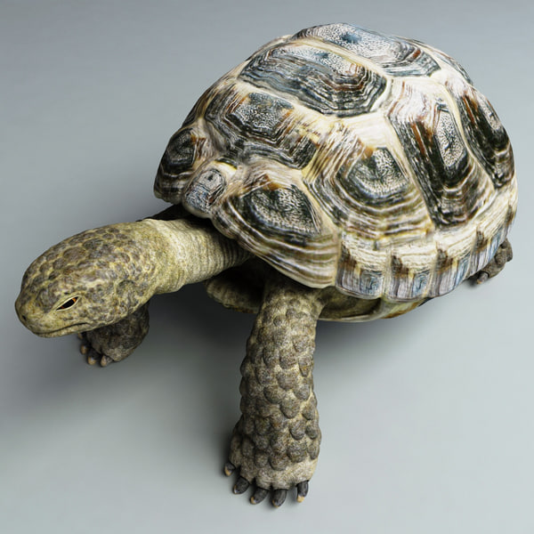 lightwave turtle testudines