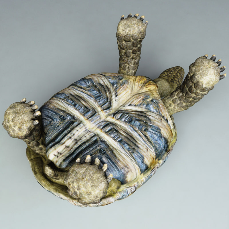 lightwave turtle testudines