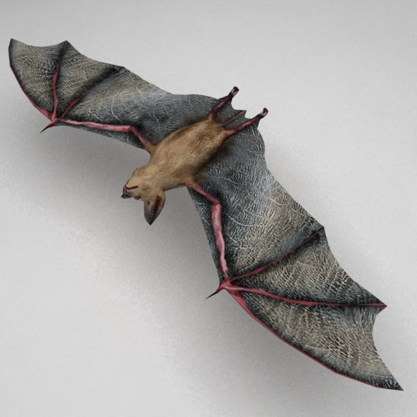 3d model of rigged vampire bat fly animation