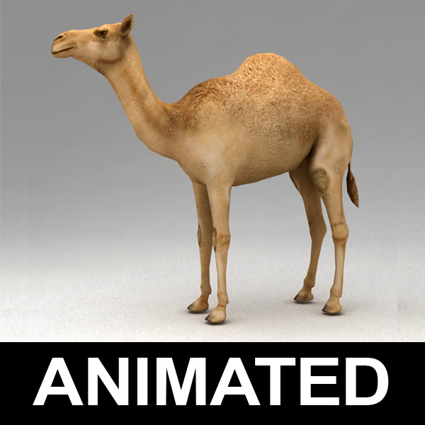 rigged dromedary camel walk animation 3d model