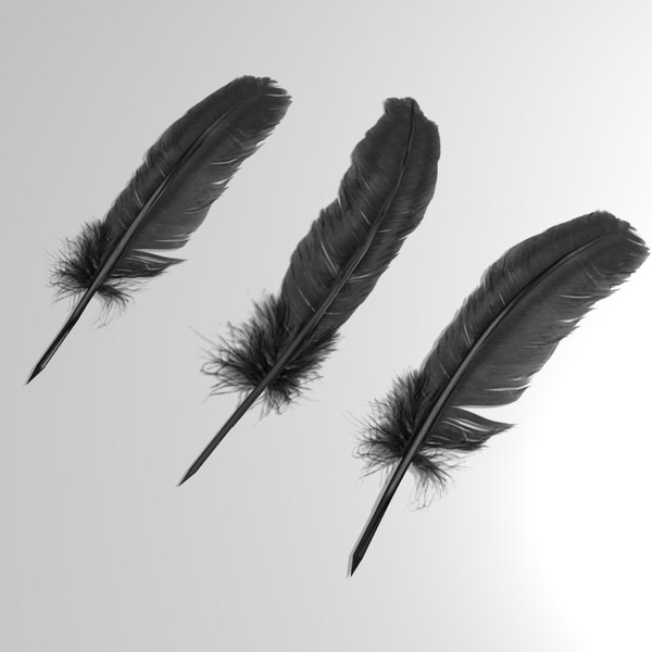 modèle 3D de Plumes - TurboSquid 667422