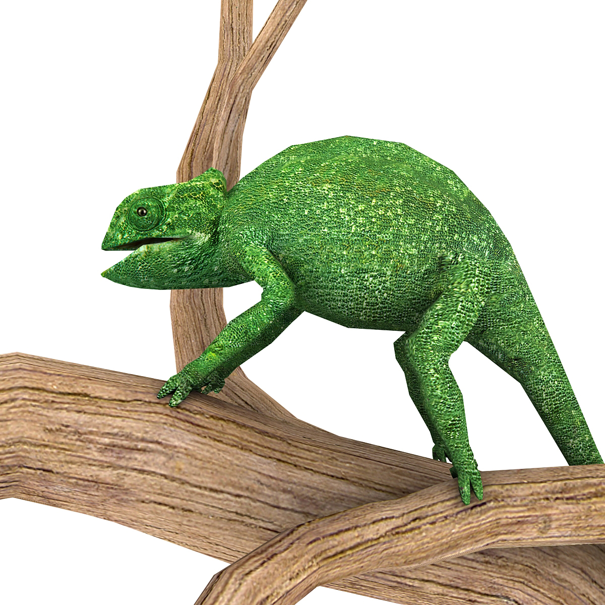 3d model chameleon chameleo hameleo