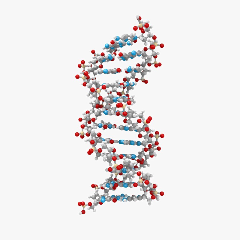 Dna Double Helix Structure 3d Model