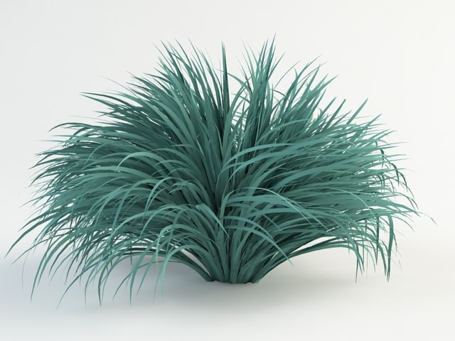 max festuca cinerea