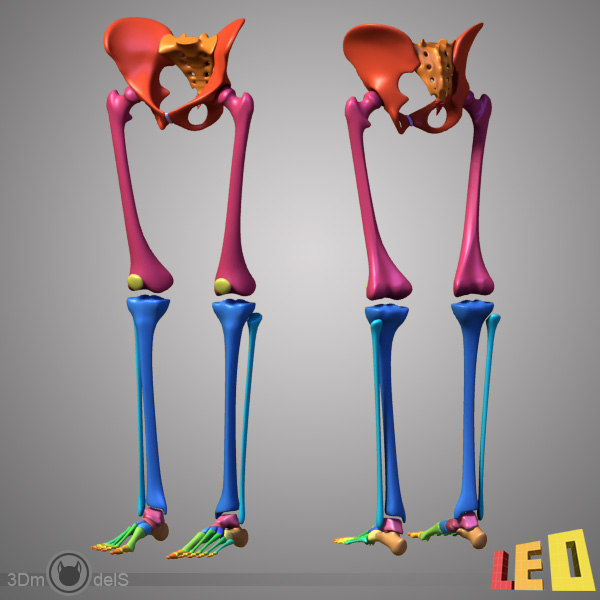 3d human foot skeleton model