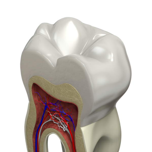 maya sectioned tooth