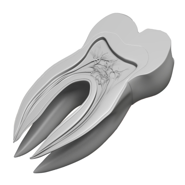 maya sectioned tooth