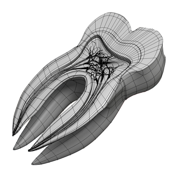 maya sectioned tooth