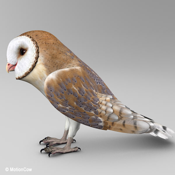 realistic barn owl folded 3d model