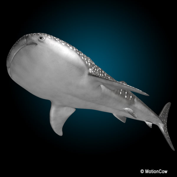 3d model whale shark