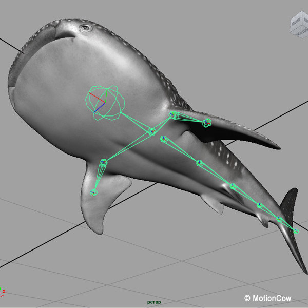 3d model whale shark