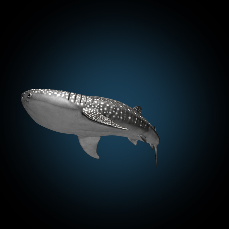 3d model whale shark