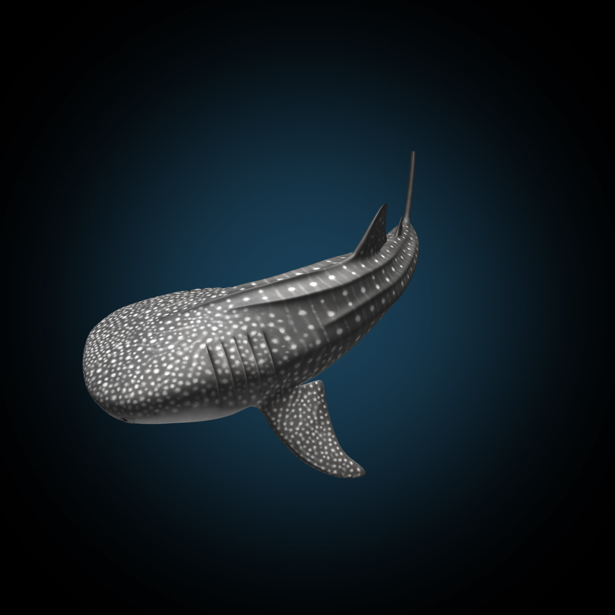3d model whale shark