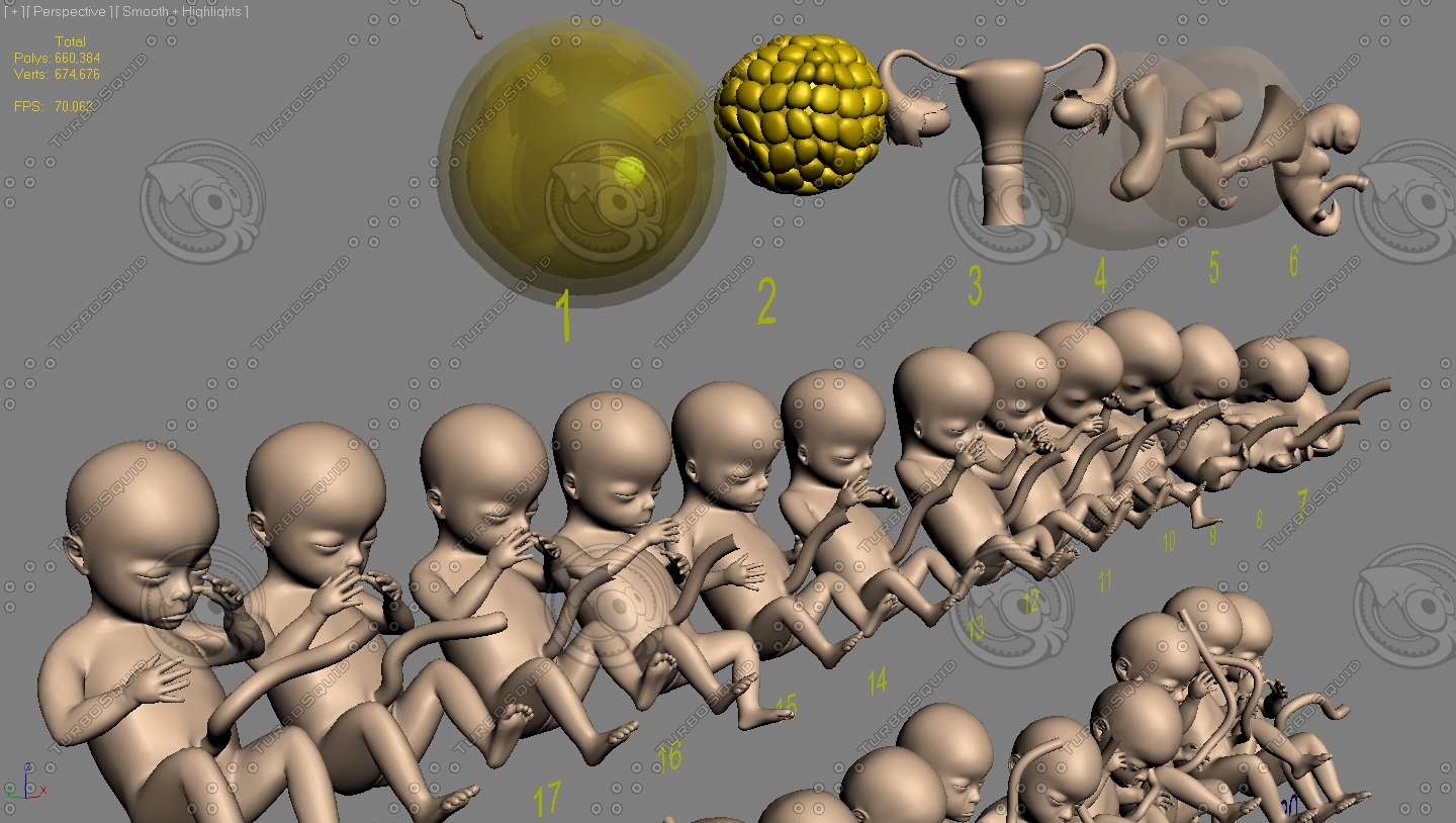 3d 42 fetus development ovary