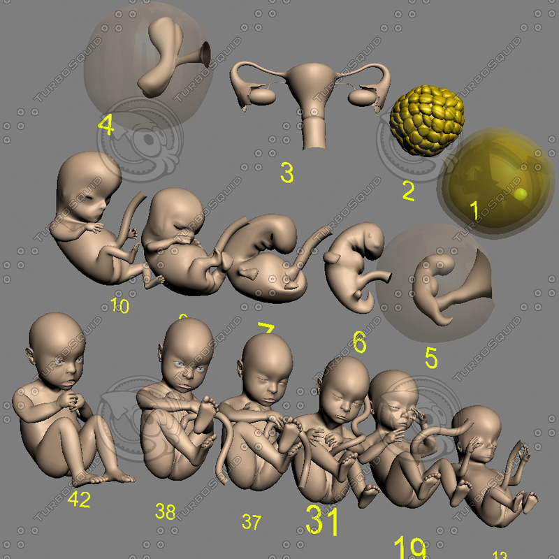 3d 42 fetus development ovary